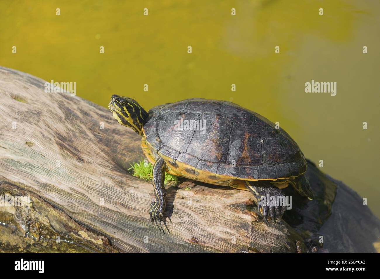 A yellow-bellied slider (Trachemys scripta) rests on a rotting log ...