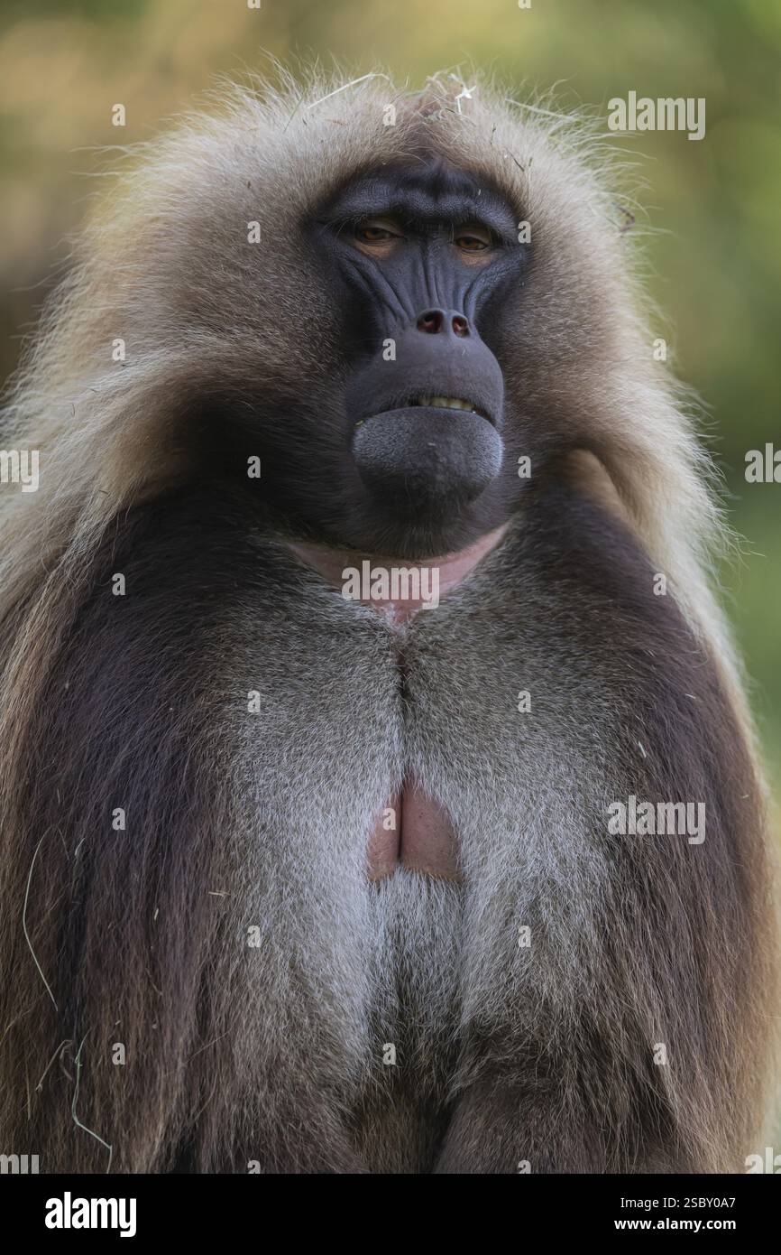 Portrait of an adult male Gelada (Theropithecus gelada), or bleeding ...
