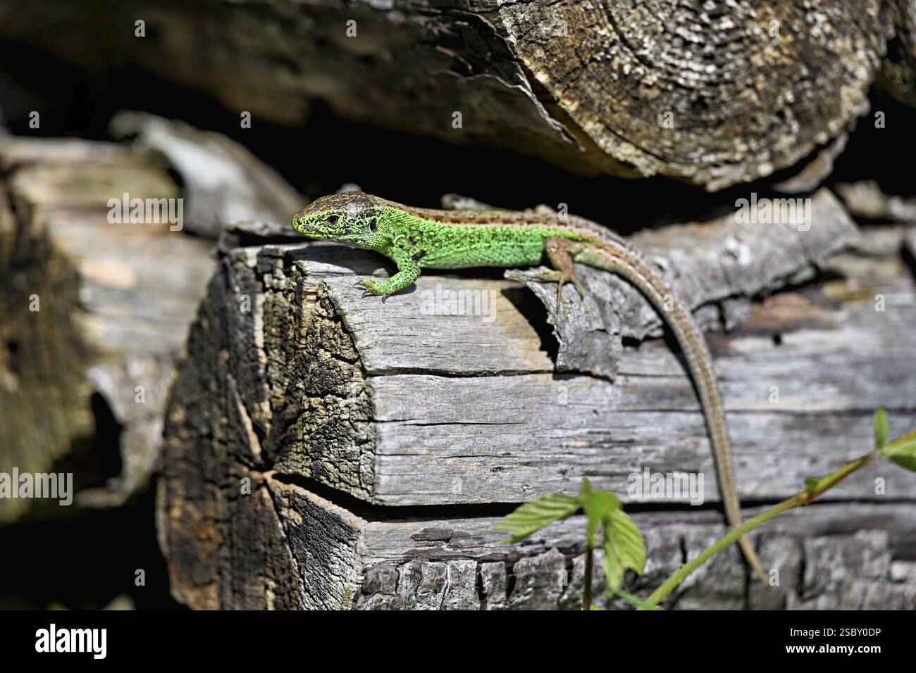 Sand lizard (Lacerta agilis), male in mating plumage, on woodpile ...