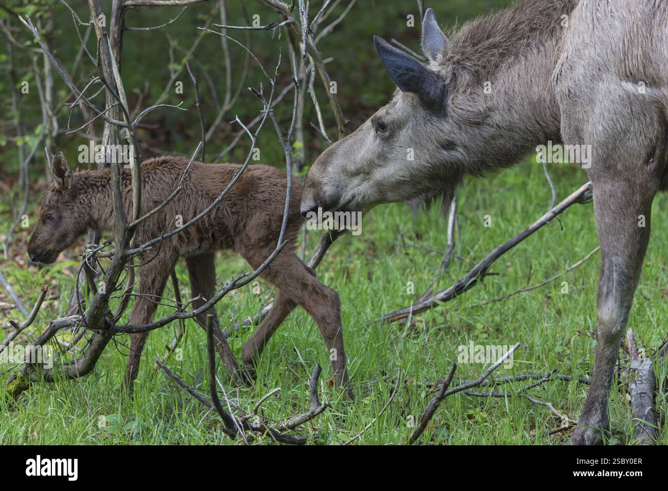 Moose (Alces alces) cow and her 10 days old calf with trees and green ...