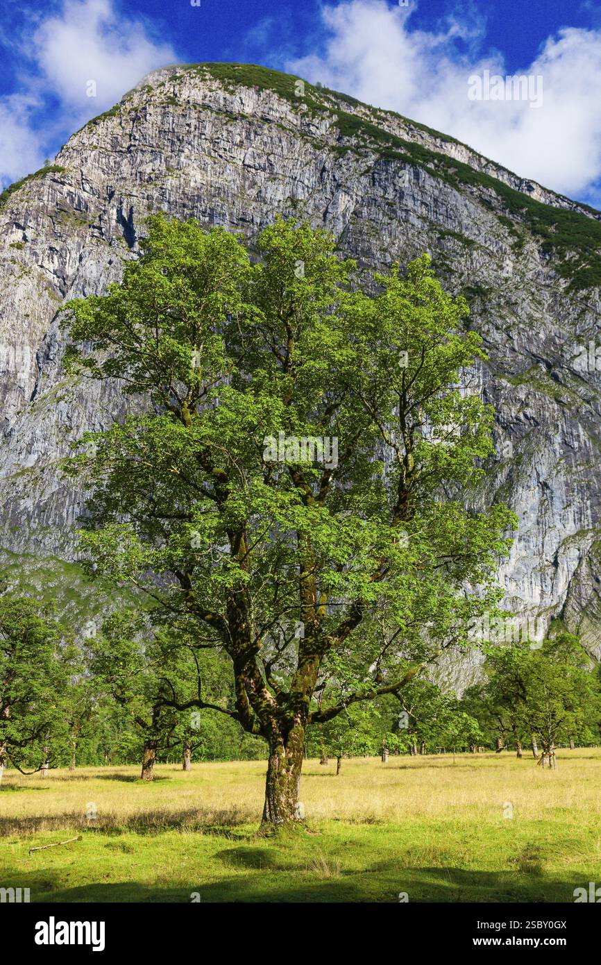 Nature conservancy area Grosser Ahornboden. Sycamore maple trees, Acer ...