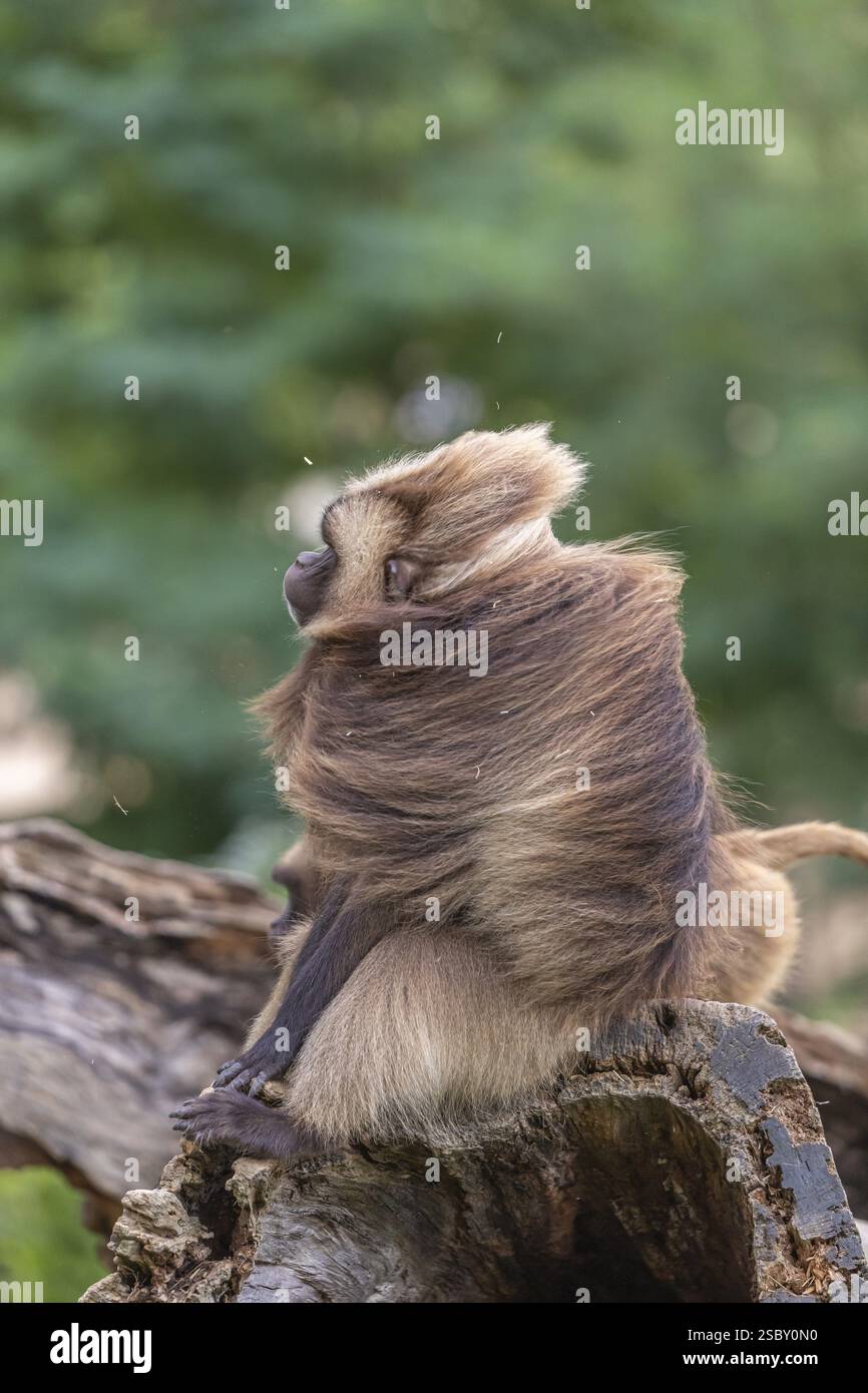 Portrait of an adult male Gelada (Theropithecus gelada), or bleeding ...