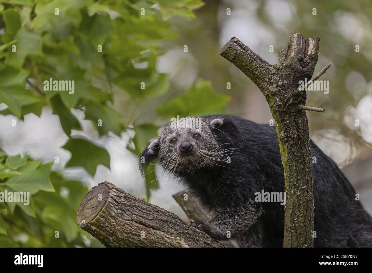 One binturong (Arctictis binturong), or bearcat balancing over branches ...