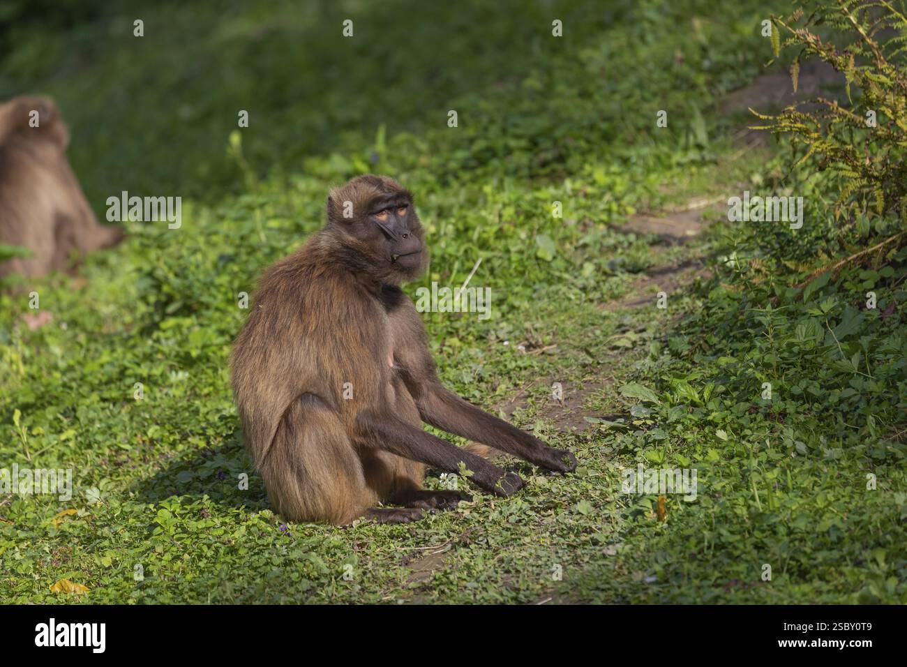 Two female Gelada (Theropithecus gelada), or bleeding-heart monkey ...