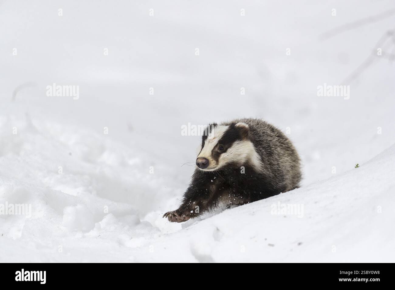 One young European badger (Meles meles) walking through a ravine in ...