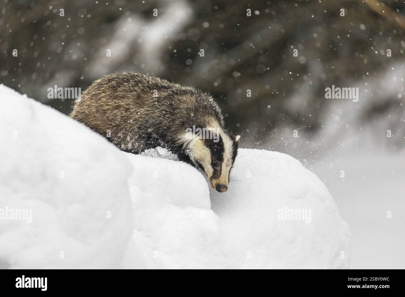 One young European badger (Meles meles) walking through deep snow ...