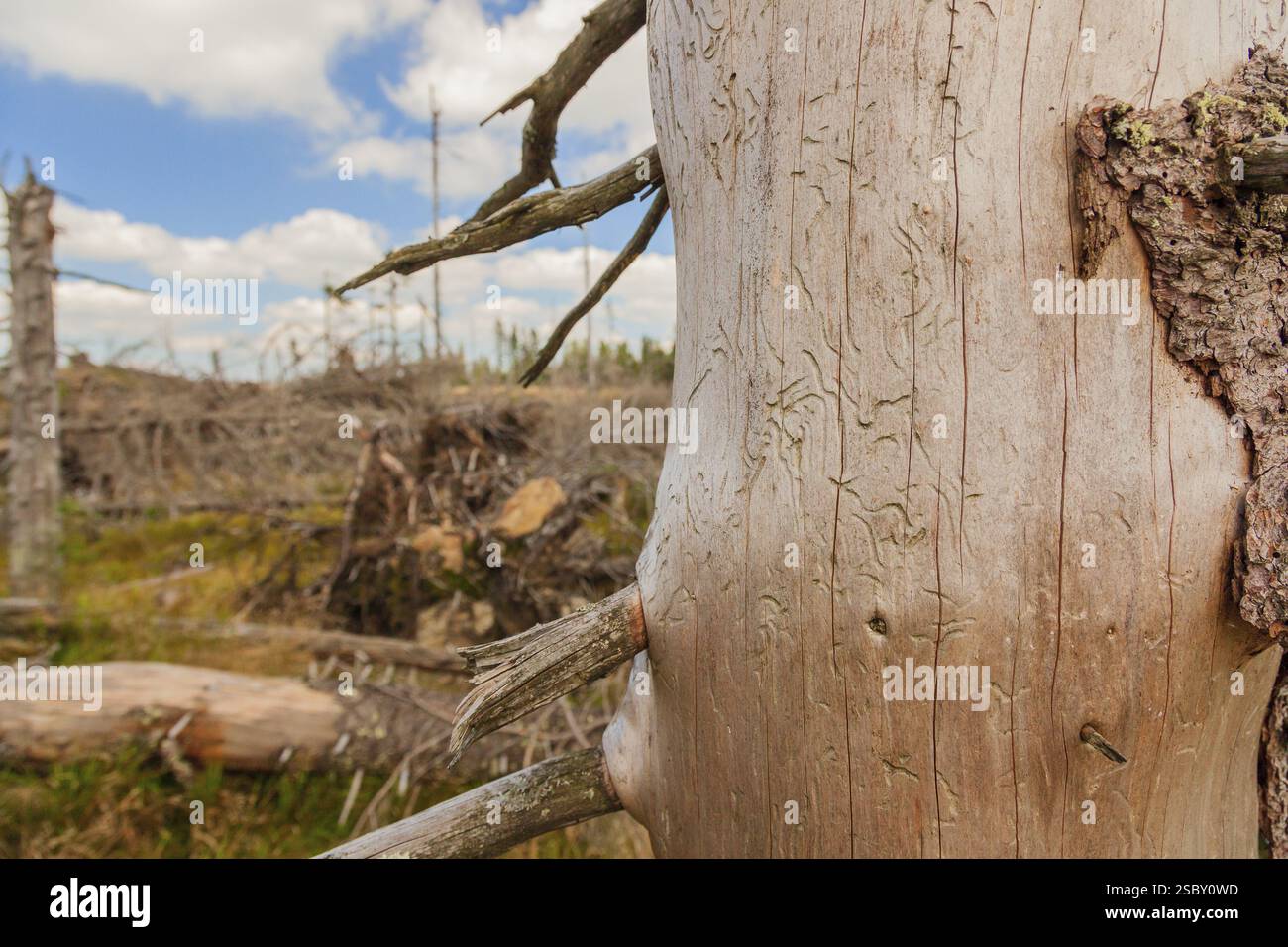 Image of bark beetle feeding under the bark in the trunk. Bavarian ...