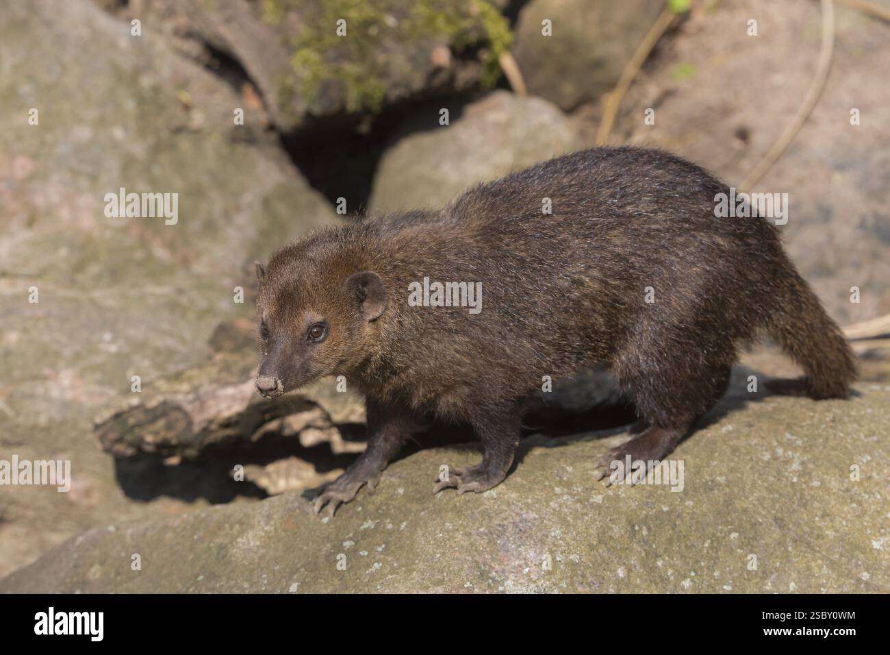 One common kusimanse (Crossarchus obscurus), also known as the long ...