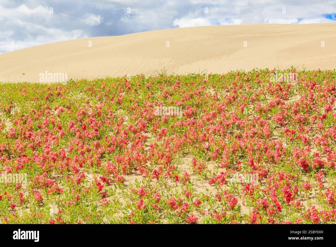 Field of red flowers with a sandy background. The flowers are scattered ...