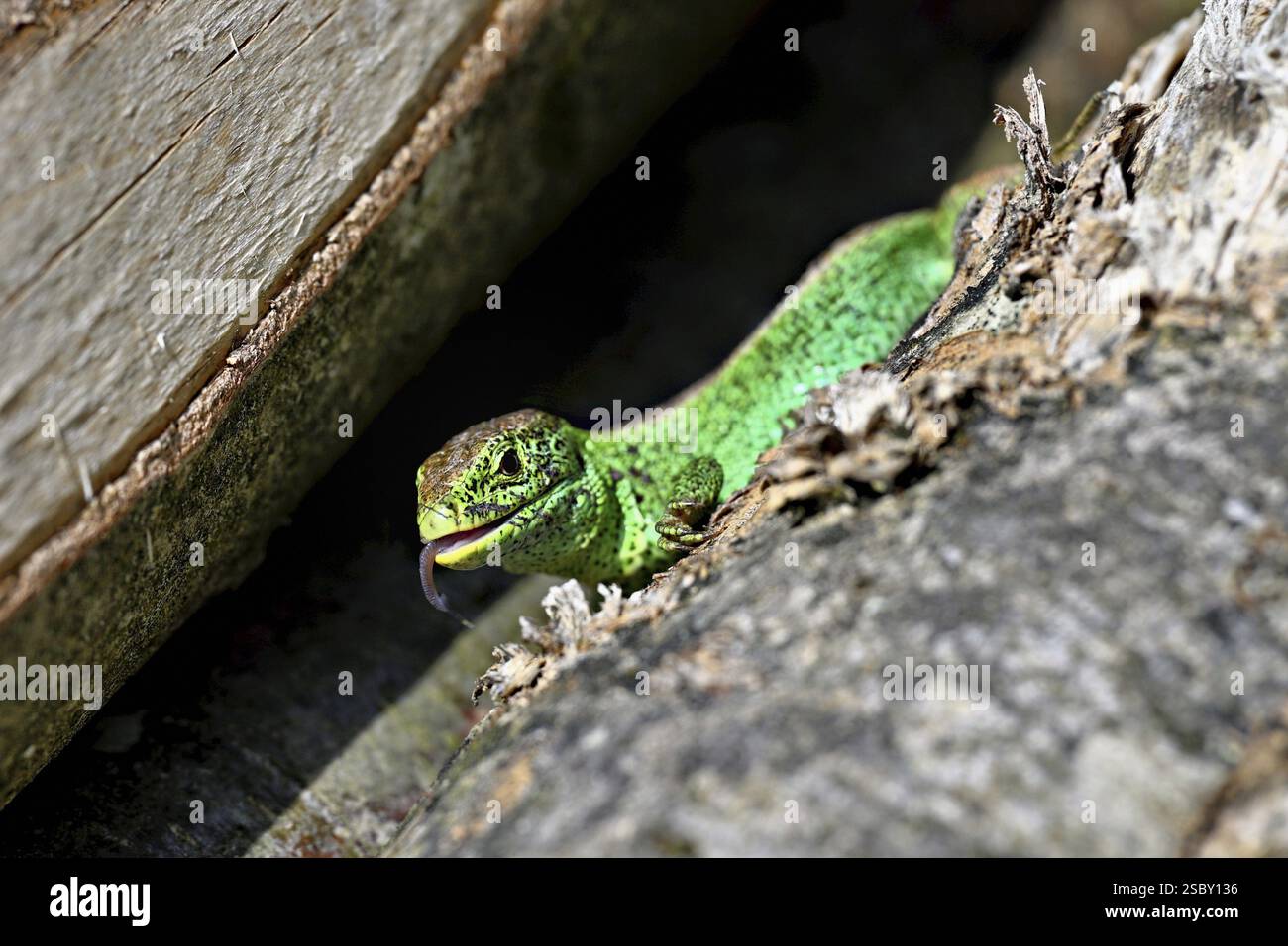 Sand lizard (Lacerta agilis), male in mating plumage, on woodpile ...