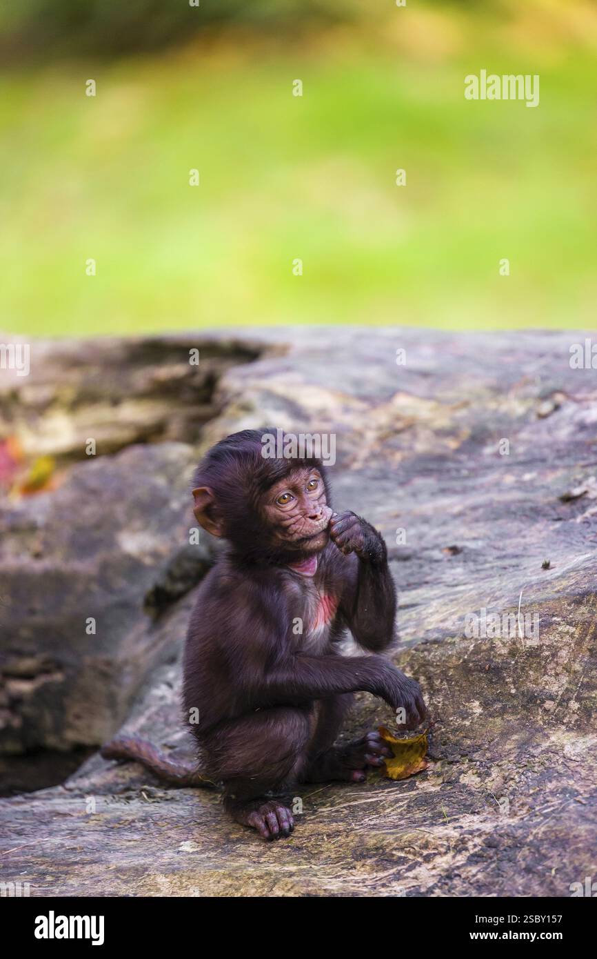 A baby Gelada (Theropithecus gelada), or bleeding-heart monkey, plays ...