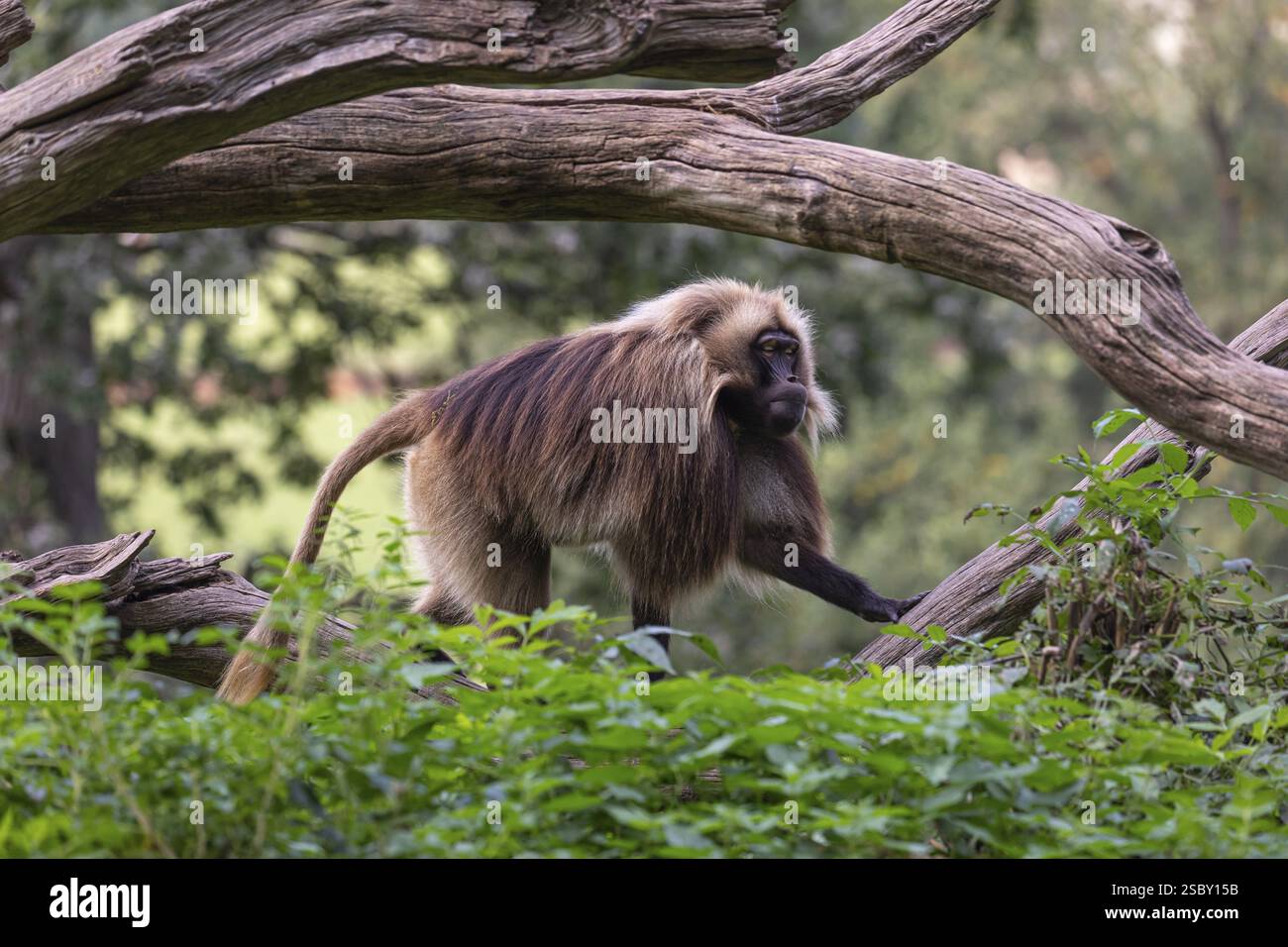 Gelada baboon behind hi-res stock photography and images - Alamy