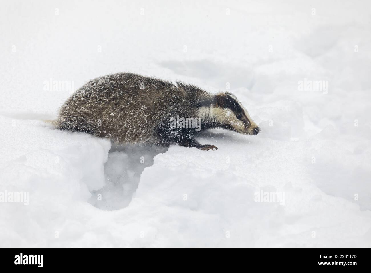 One young European badger (Meles meles) walking through deep snow ...