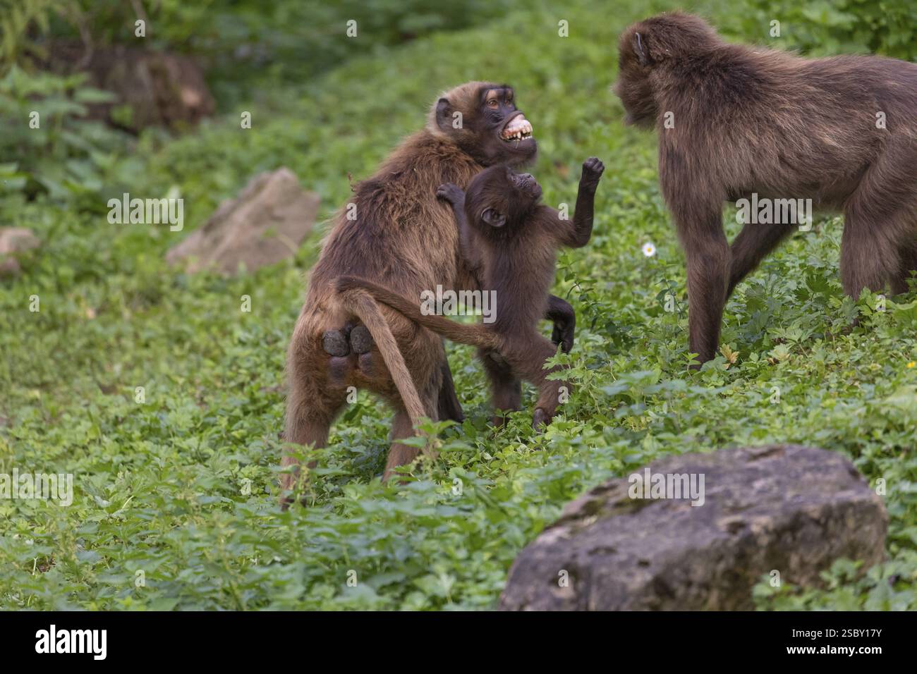 One baby Gelada (Theropithecus gelada), or bleeding-heart monkey ...