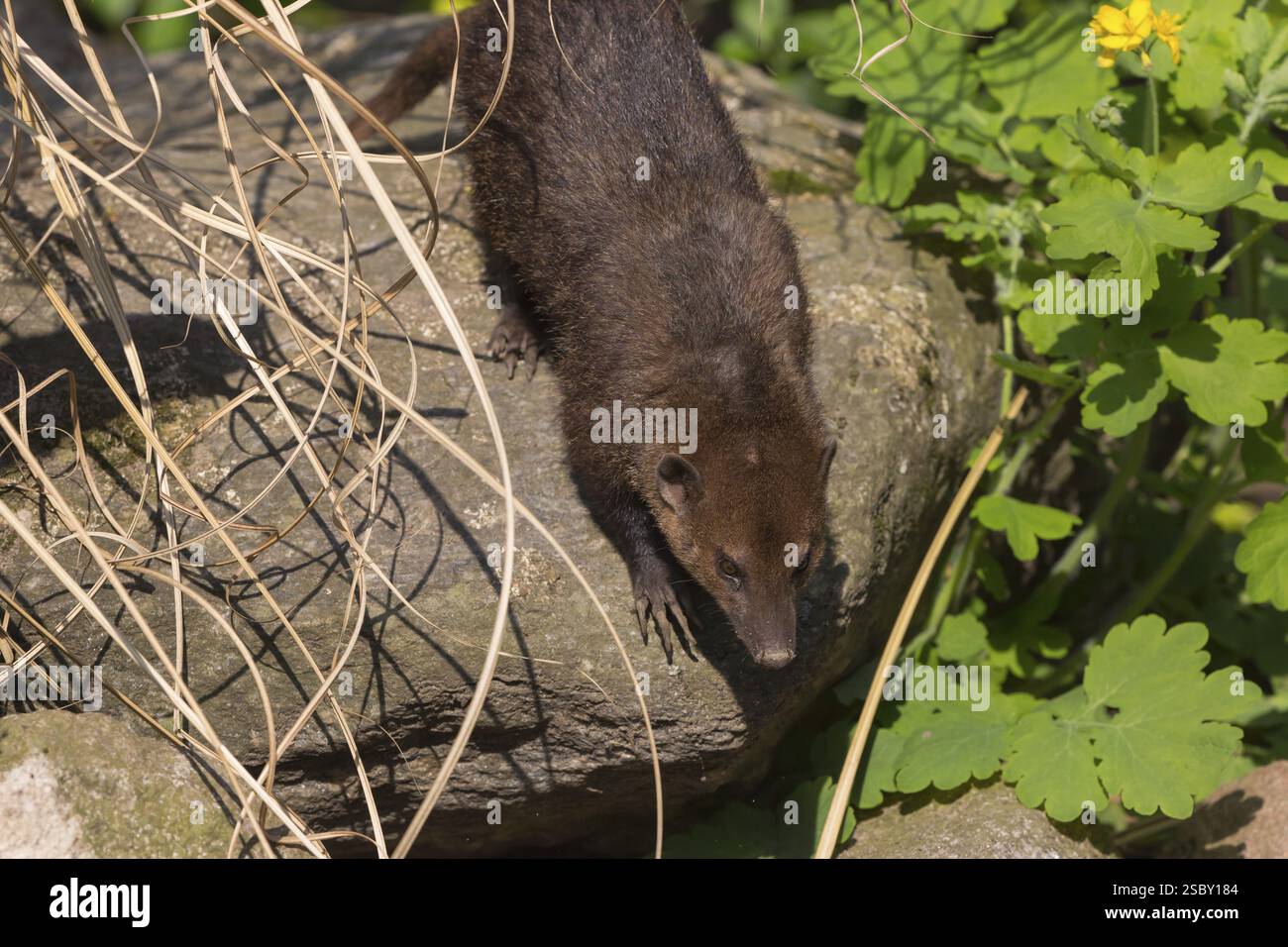 One common kusimanse (Crossarchus obscurus), also known as the long ...