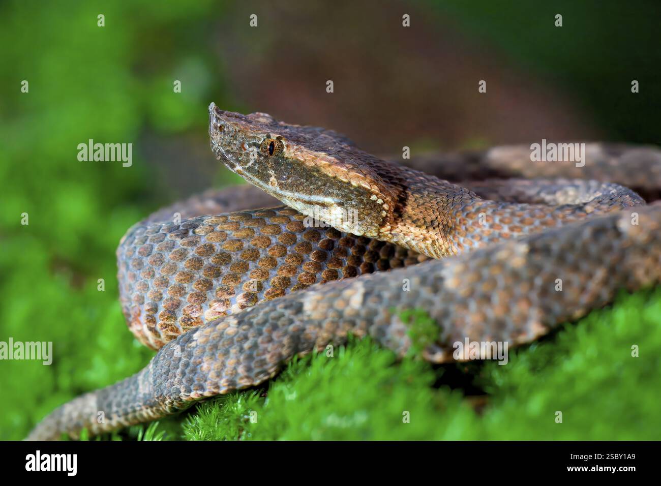 Rainforest Hognosed Pitviper (Porthidium) laying on moss, Costa Rica ...