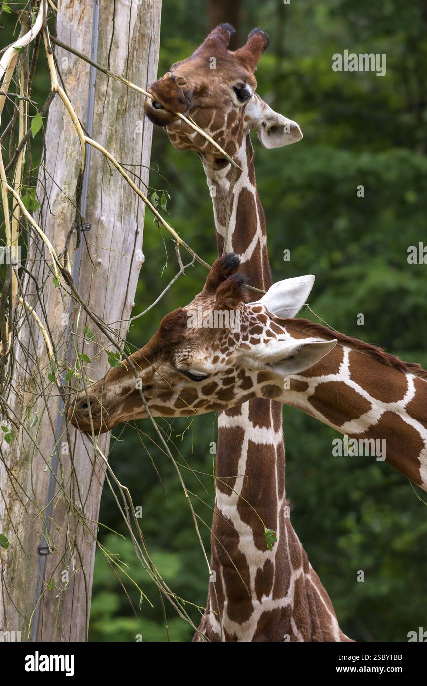 Two reticulated giraffes (Giraffa reticulata), Nuremberg Zoo, Middle ...
