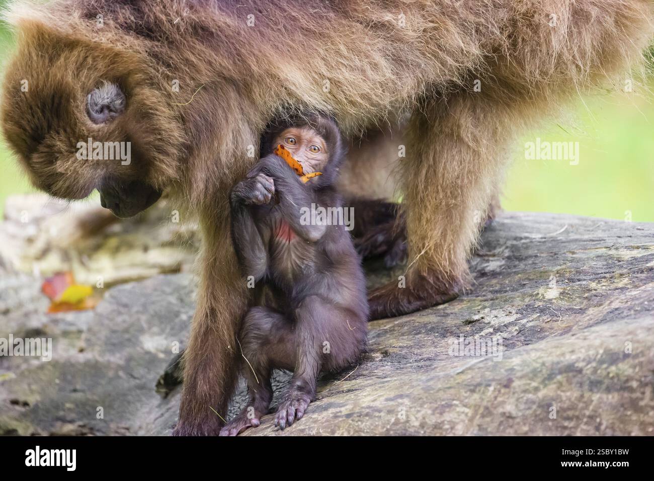 A baby Gelada (Theropithecus gelada), or bleeding-heart monkey, stays ...
