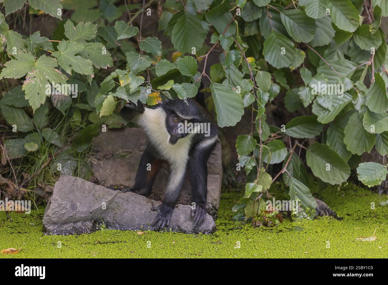 One young Diana monkey (Cercopithecus diana) drinking from a duckweed ...