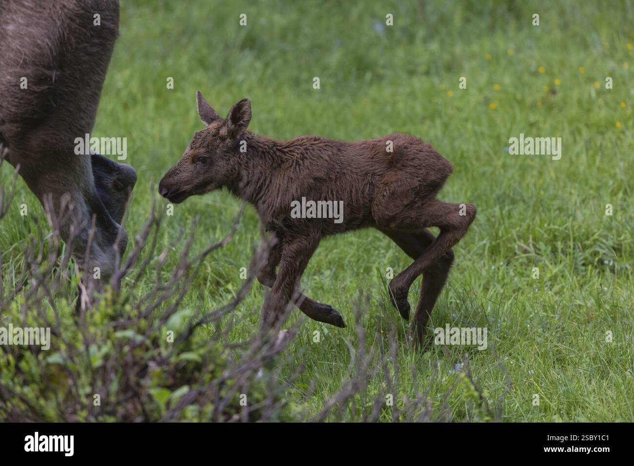 Moose (Alces alces) 10 days old calf with trees and green grass around ...