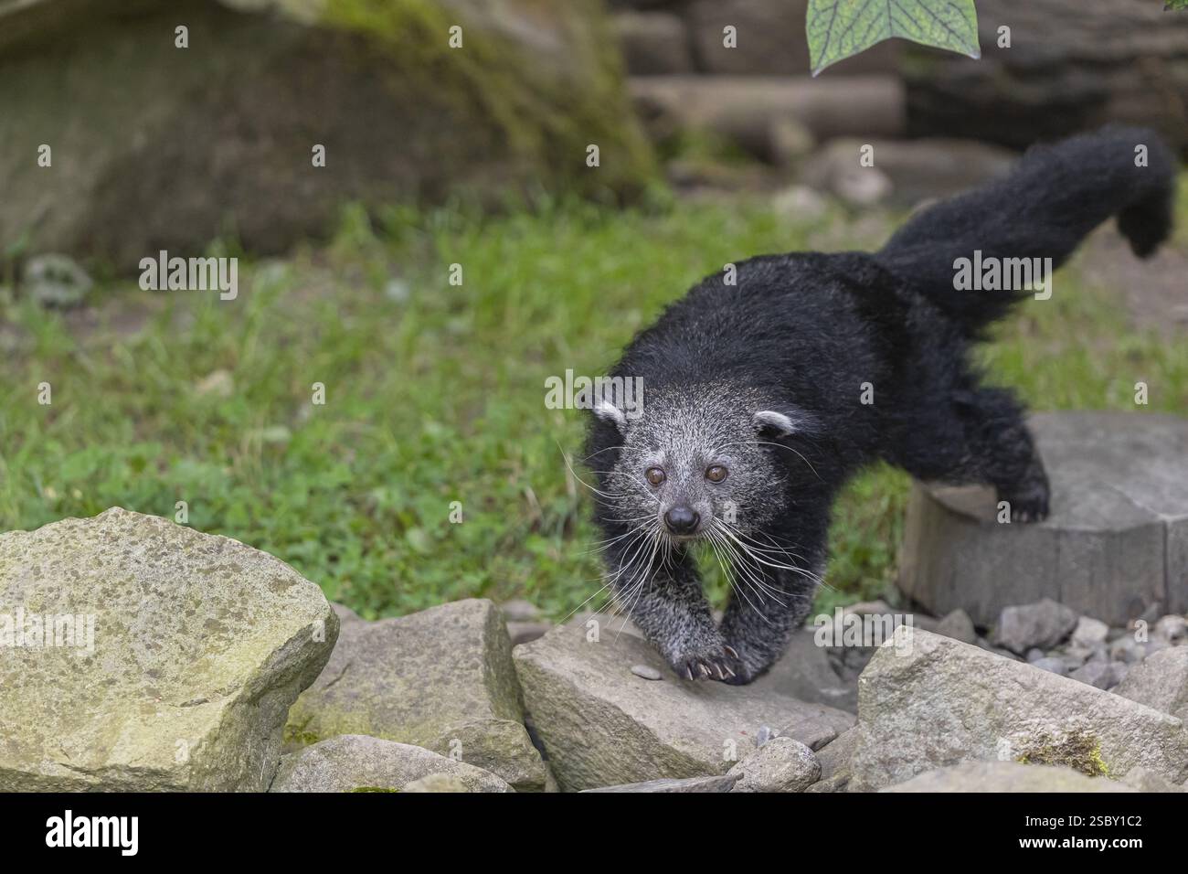 One binturong (Arctictis binturong), or bearcat walking over rocks with ...