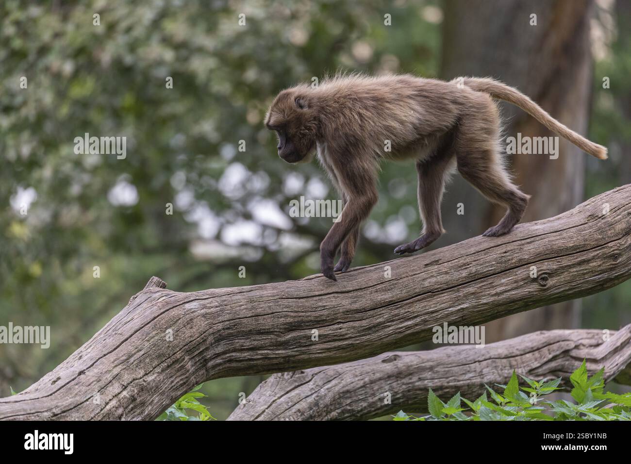 One female Gelada (Theropithecus gelada), or bleeding-heart monkey ...