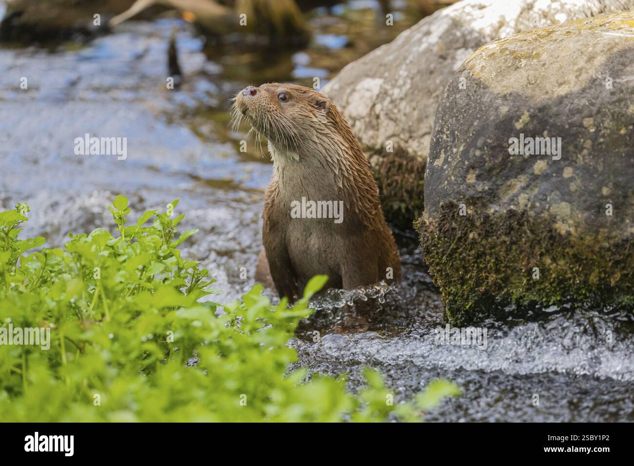 One Eurasian otter (Lutra lutra) walking upstream in the water of a ...