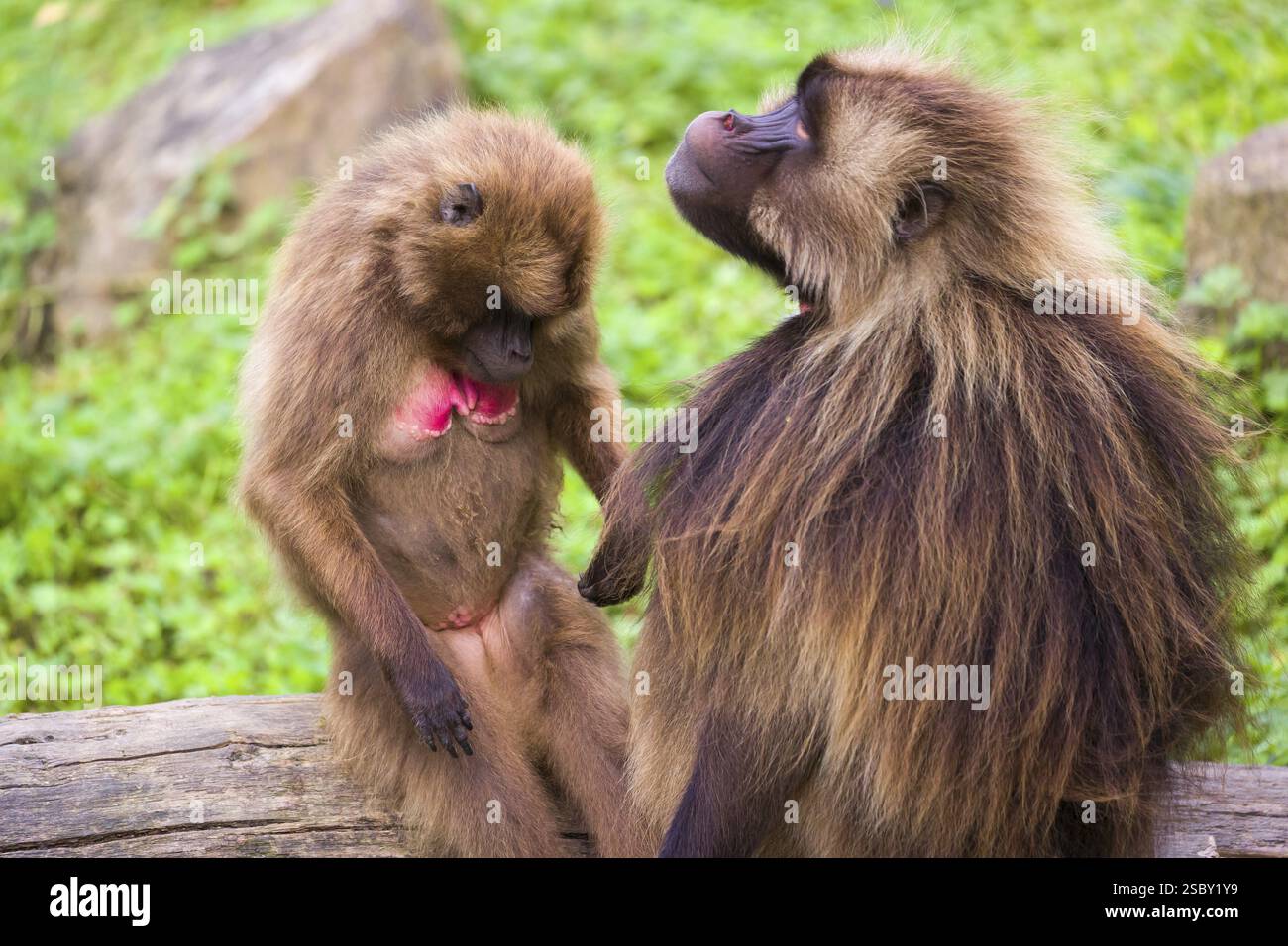 One female Gelada (Theropithecus gelada), or bleeding-heart monkey ...