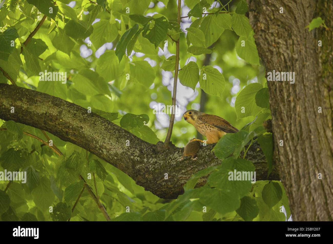 A common kestrel (Falco tinnunculus) with his prey a European hamster ...