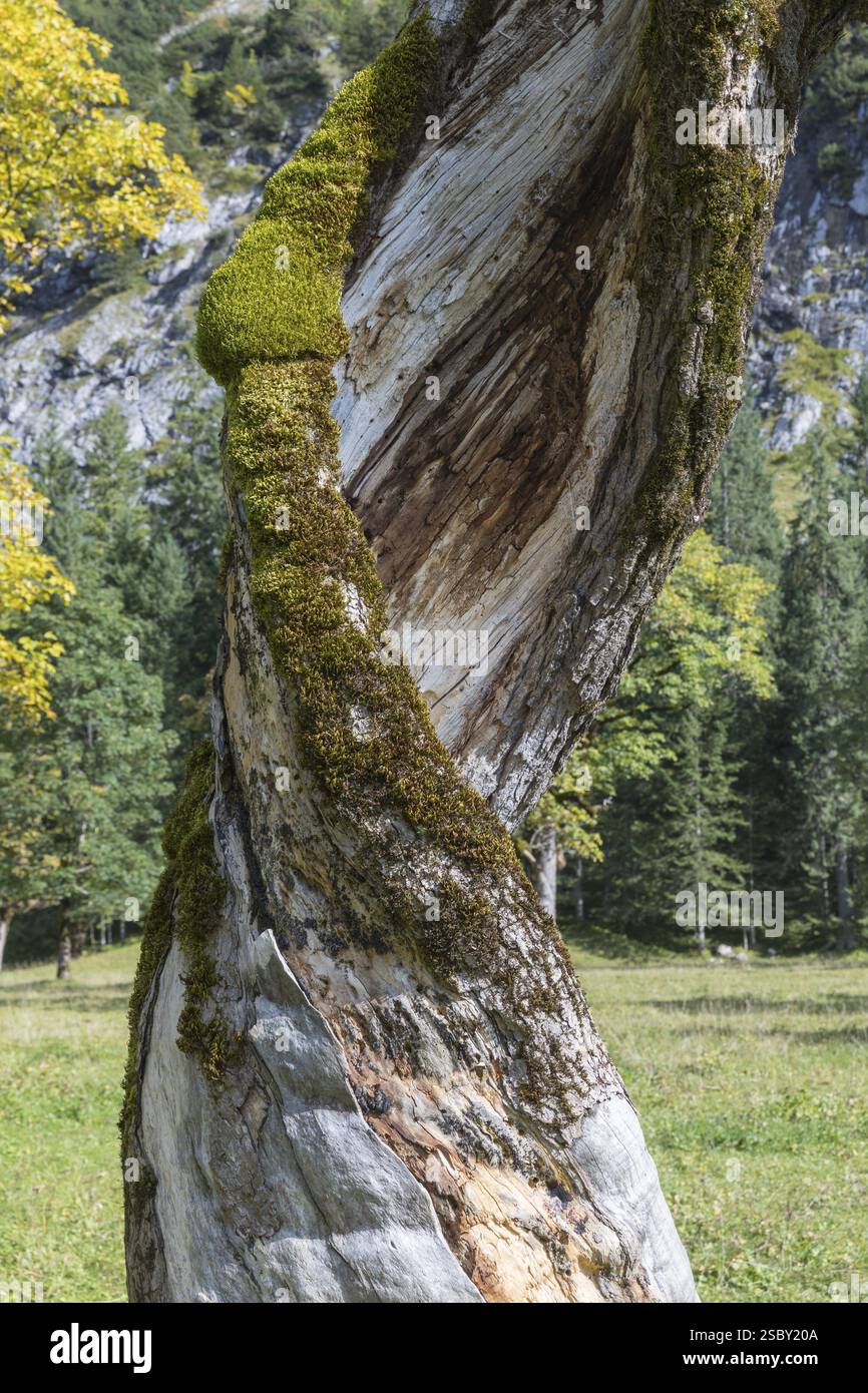 Nature conservancy area Grosser Ahornboden. Dead Sycamore maple tree ...