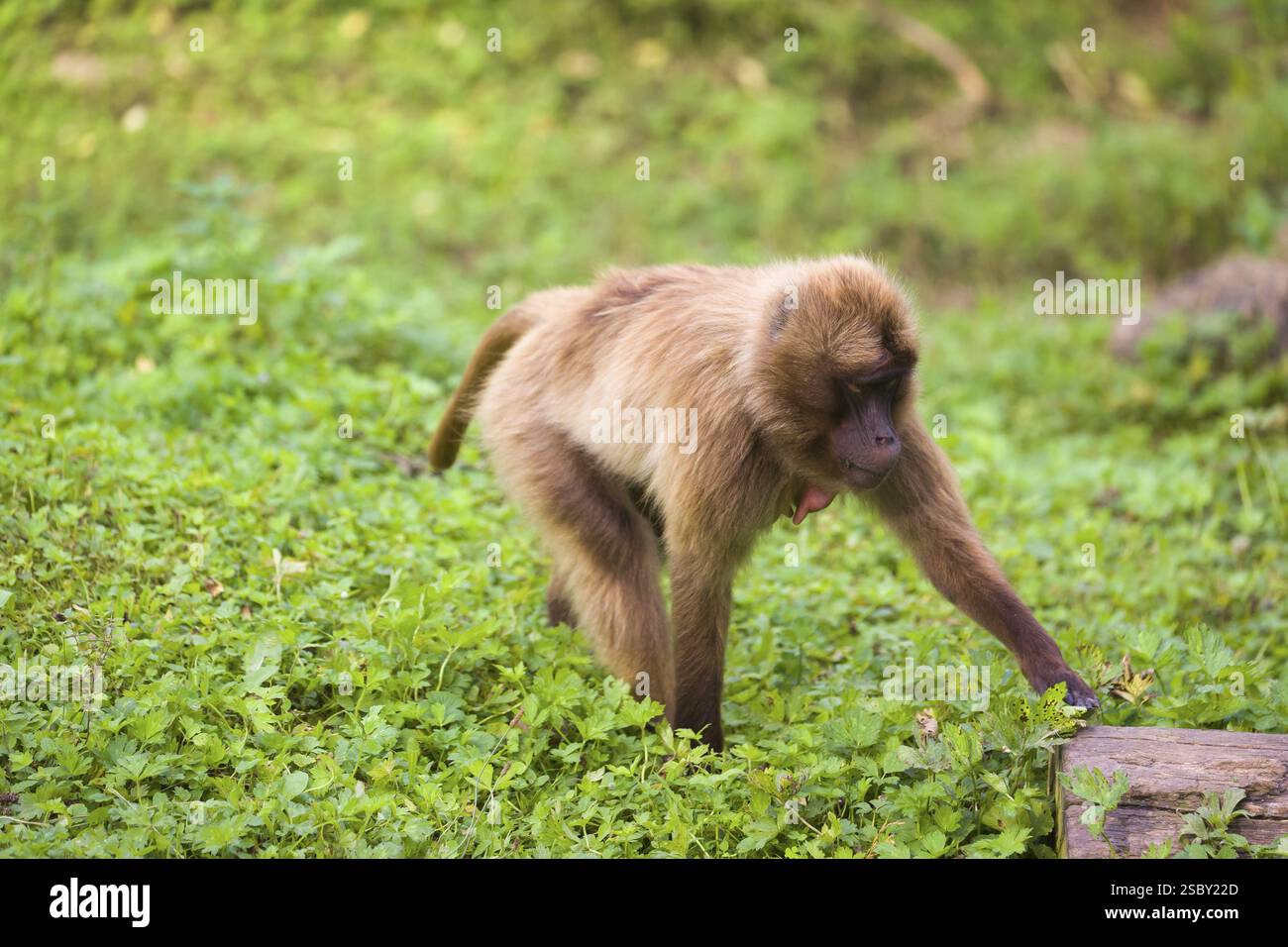 One female Gelada (Theropithecus gelada), or bleeding-heart monkey ...