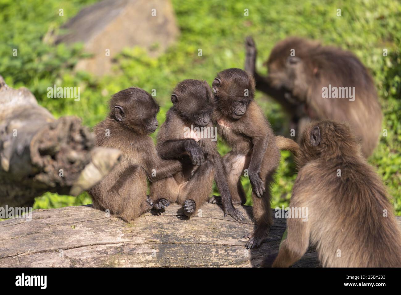 Three baby Gelada (Theropithecus gelada), or bleeding-heart monkey ...