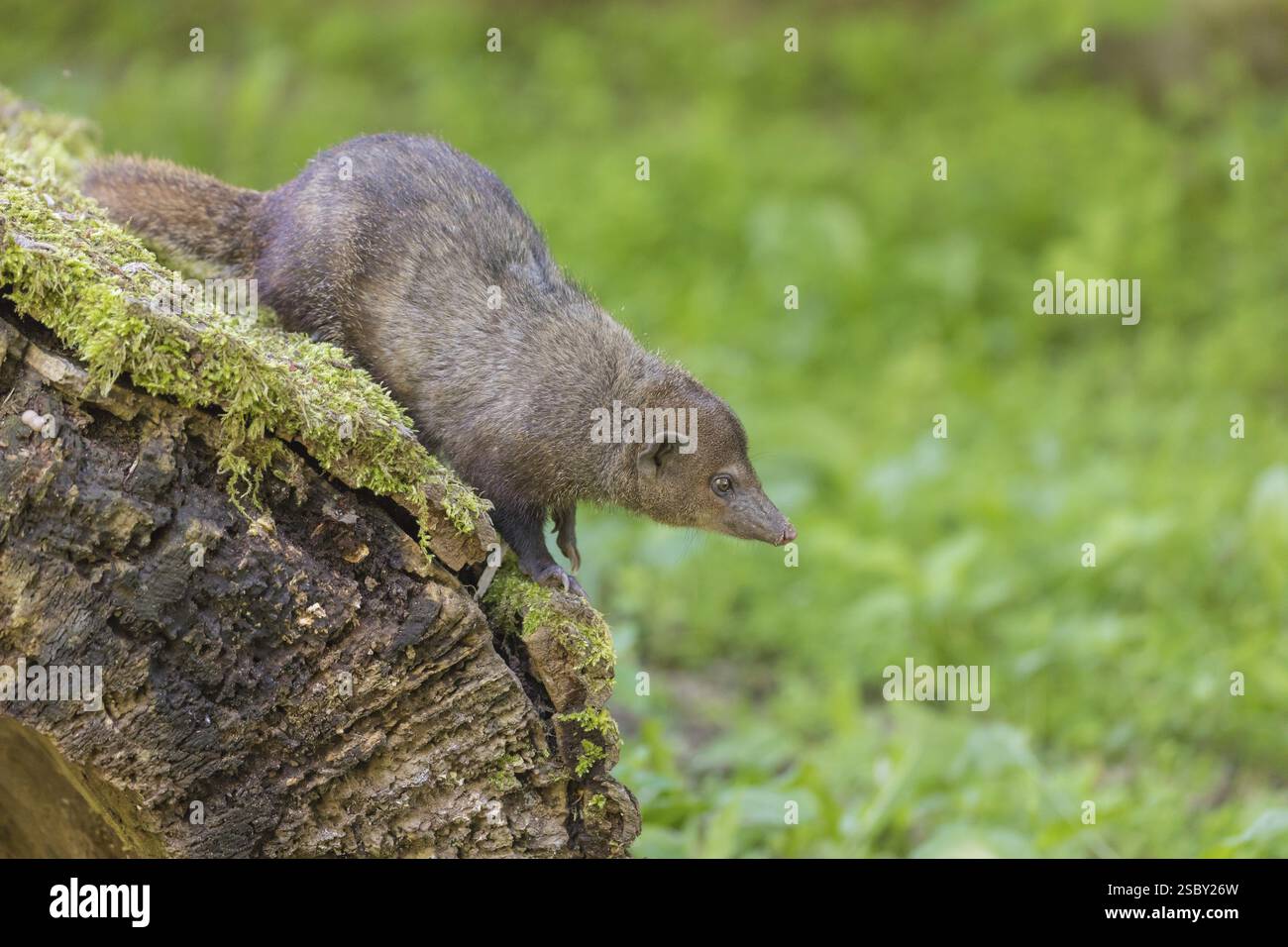One Common cusimanse, Crossarchus obscurus, standing on a moss covered ...