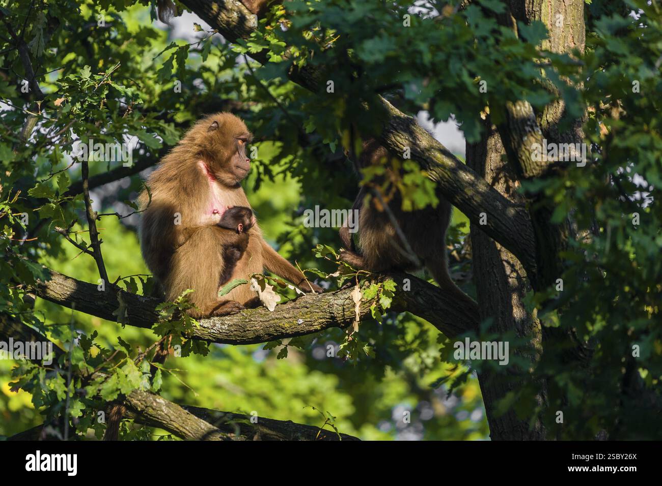 One female Gelada (Theropithecus gelada), or bleeding-heart monkey sits ...