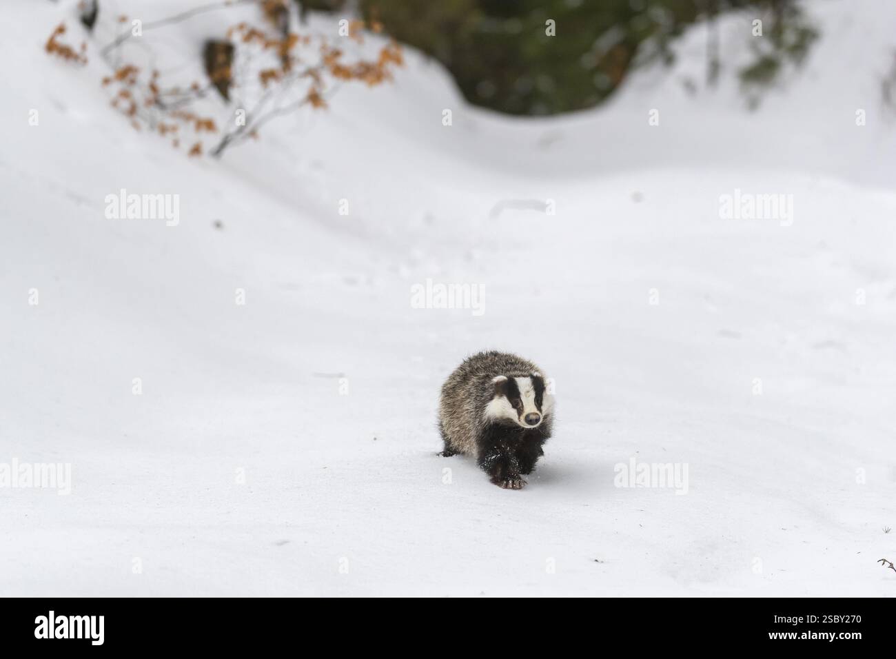 One young European badger (Meles meles) walking through a ravine in ...