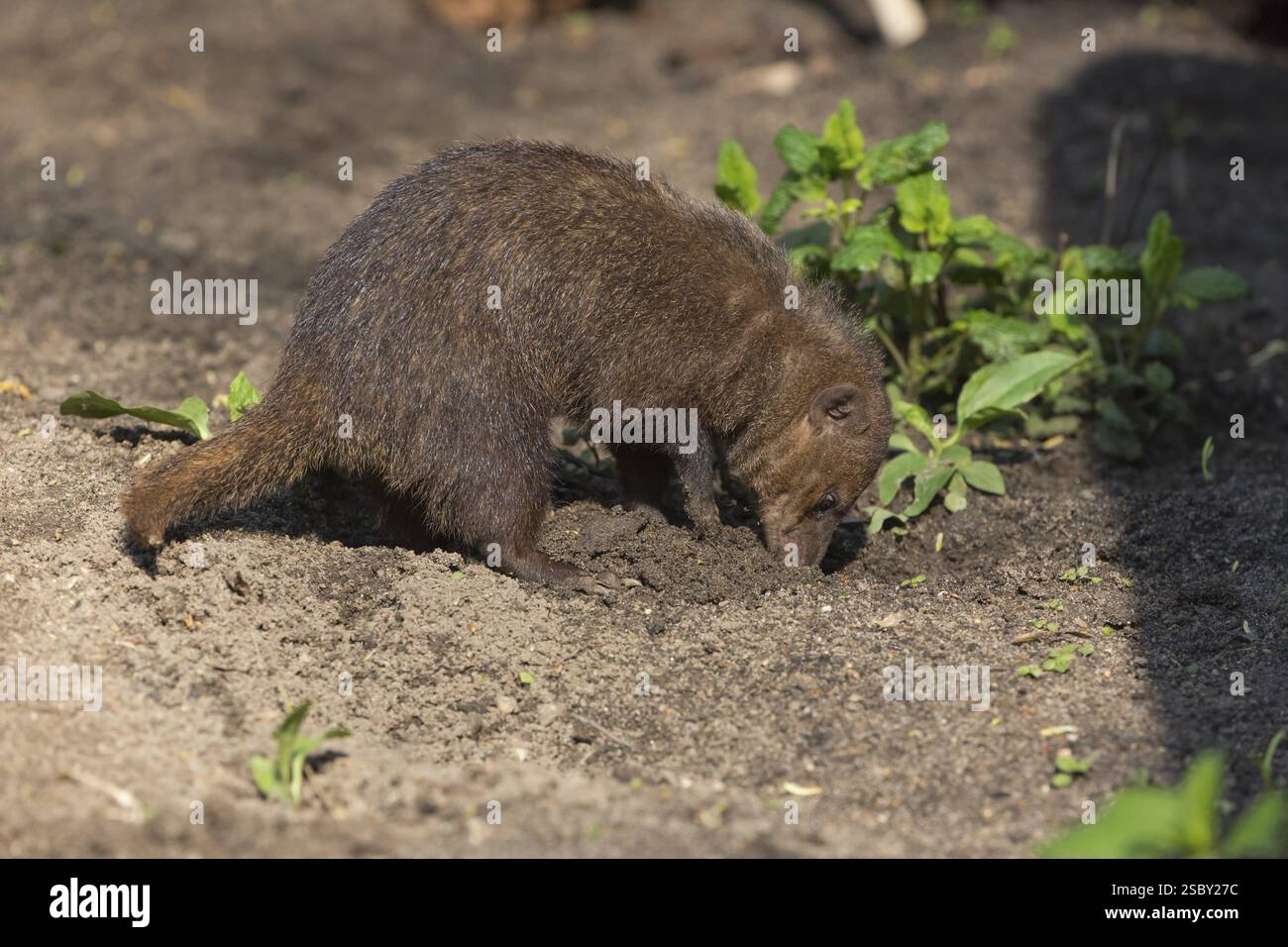 One common kusimanse (Crossarchus obscurus), also known as the long ...