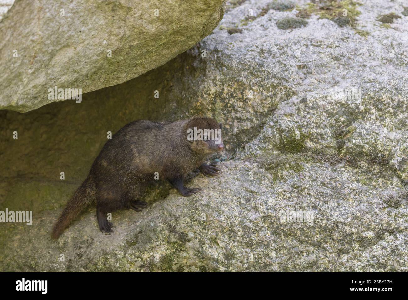 One Common cusimanse, Crossarchus obscurus, standing on a rock Stock ...