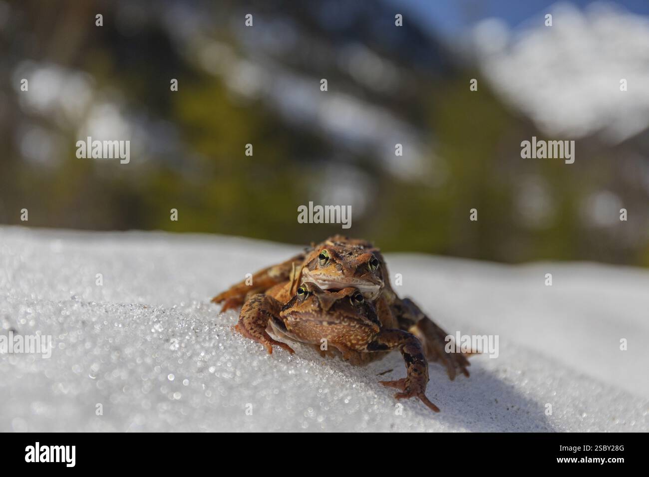 Mating couple of common frog, Rana temporaria, sitting on snow in early ...