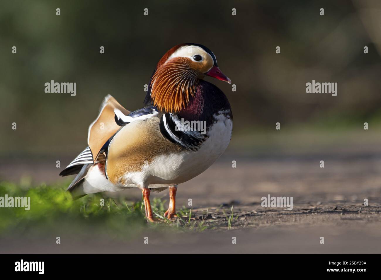 Imprinting ducks hi-res stock photography and images - Alamy