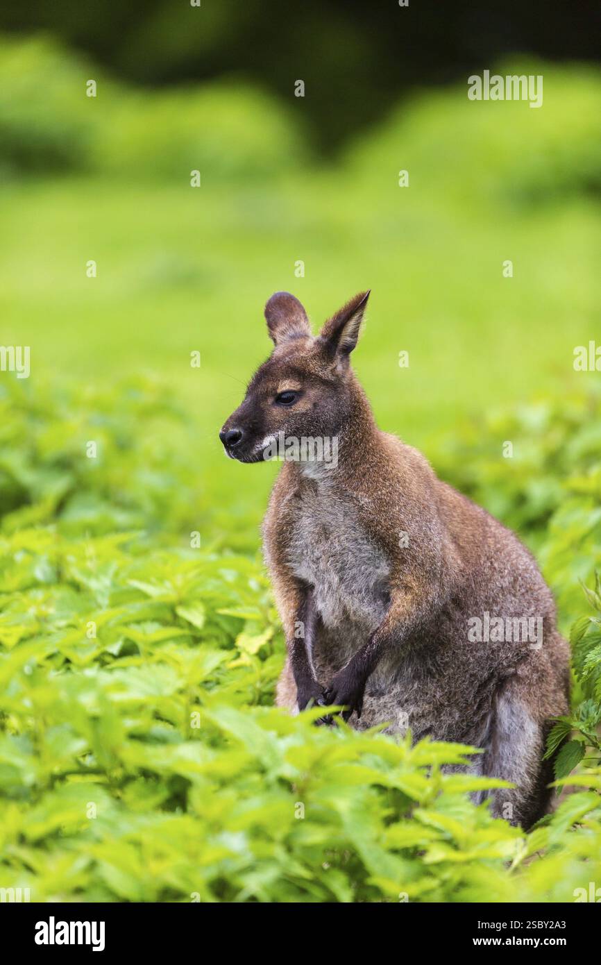 Red-necked wallaby or Bennett's wallaby (Macropus rufogriseus) sits ...