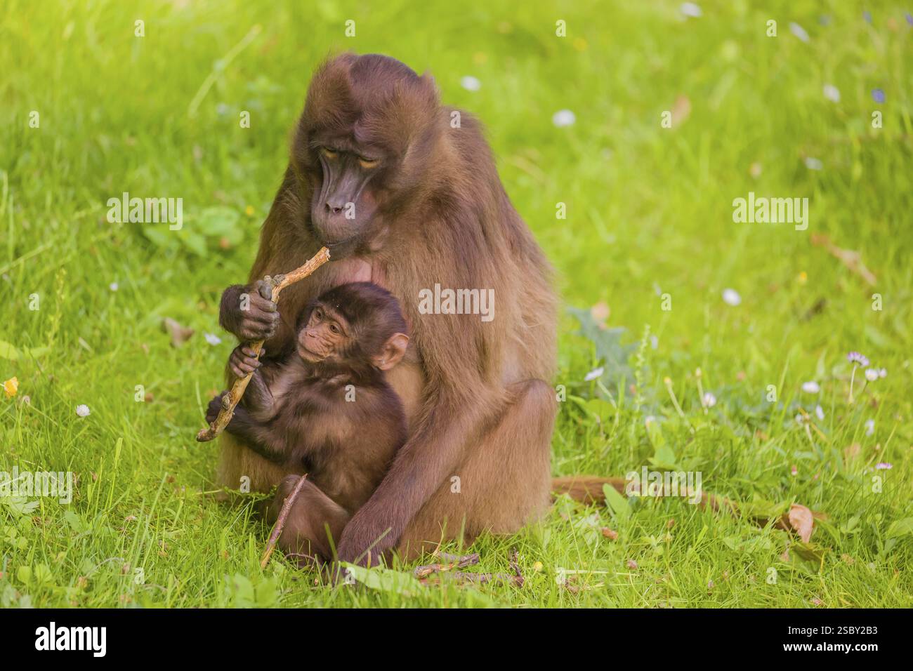 A female Gelada (Theropithecus gelada), or bleeding-heart monkey with ...