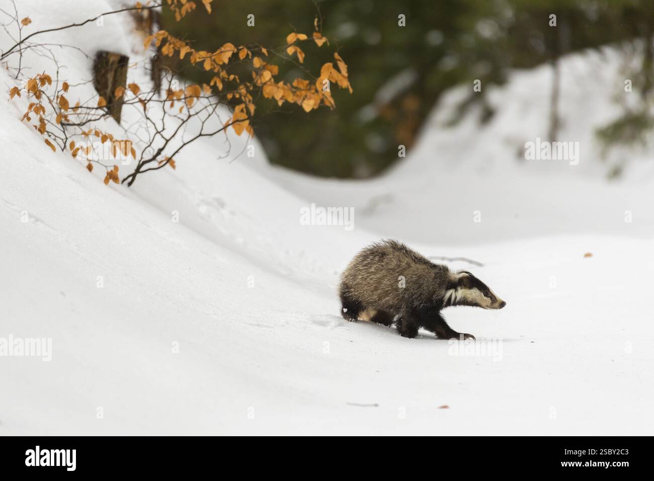 One young European badger (Meles meles) walking through a ravine in ...