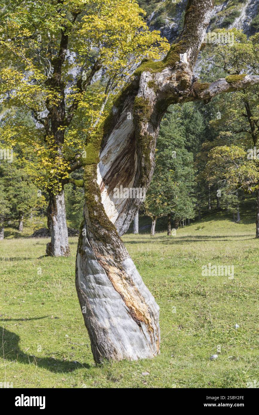 Nature conservancy area Grosser Ahornboden. Dead Sycamore maple tree ...