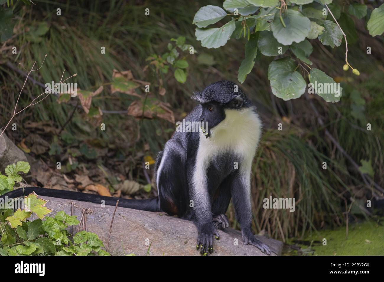 One adult Diana monkey (Cercopithecus diana) sitting on a stone and ...
