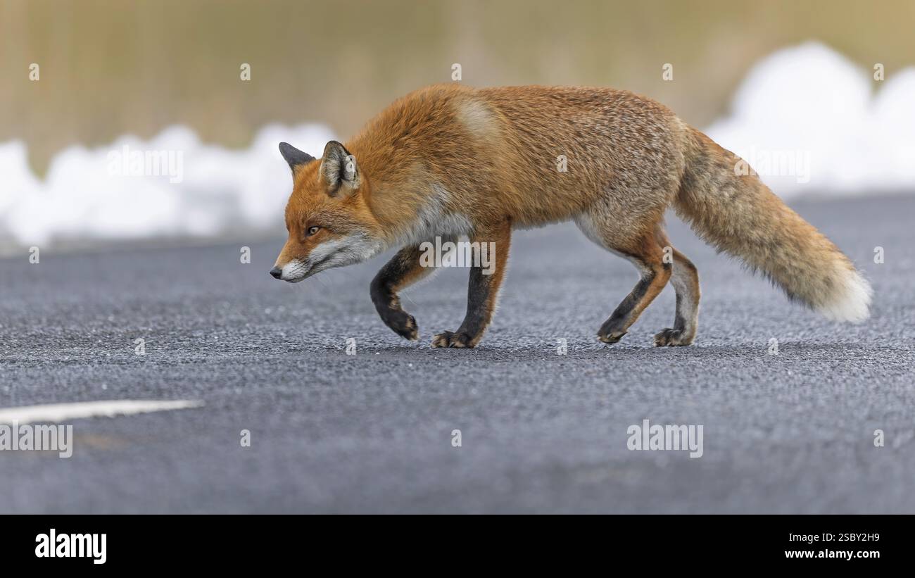 Red fox (Vulpes vulpes), hunting, winter fur, fallen game, looking for ...