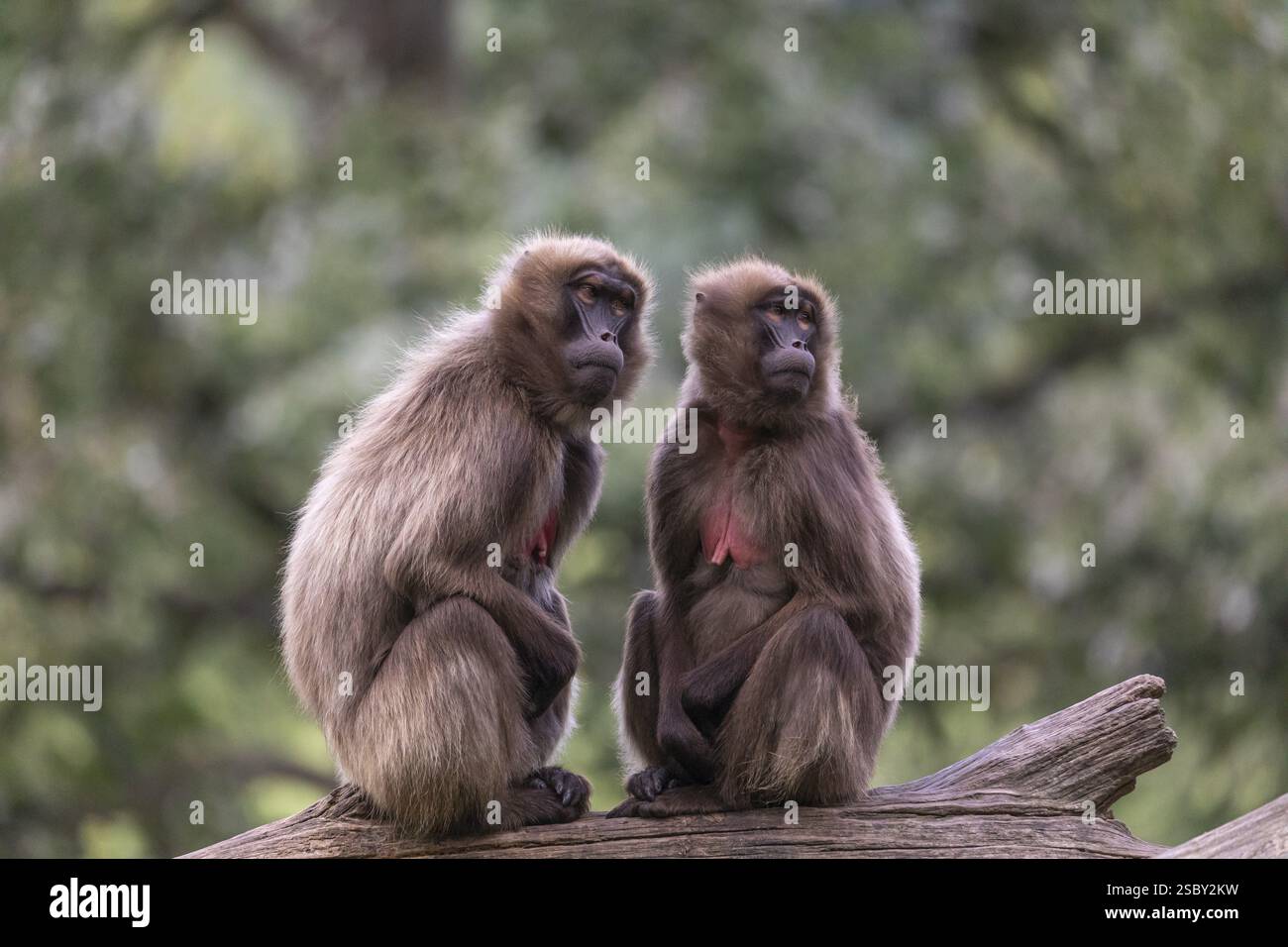 Two female Gelada (Theropithecus gelada), or bleeding-heart monkey ...