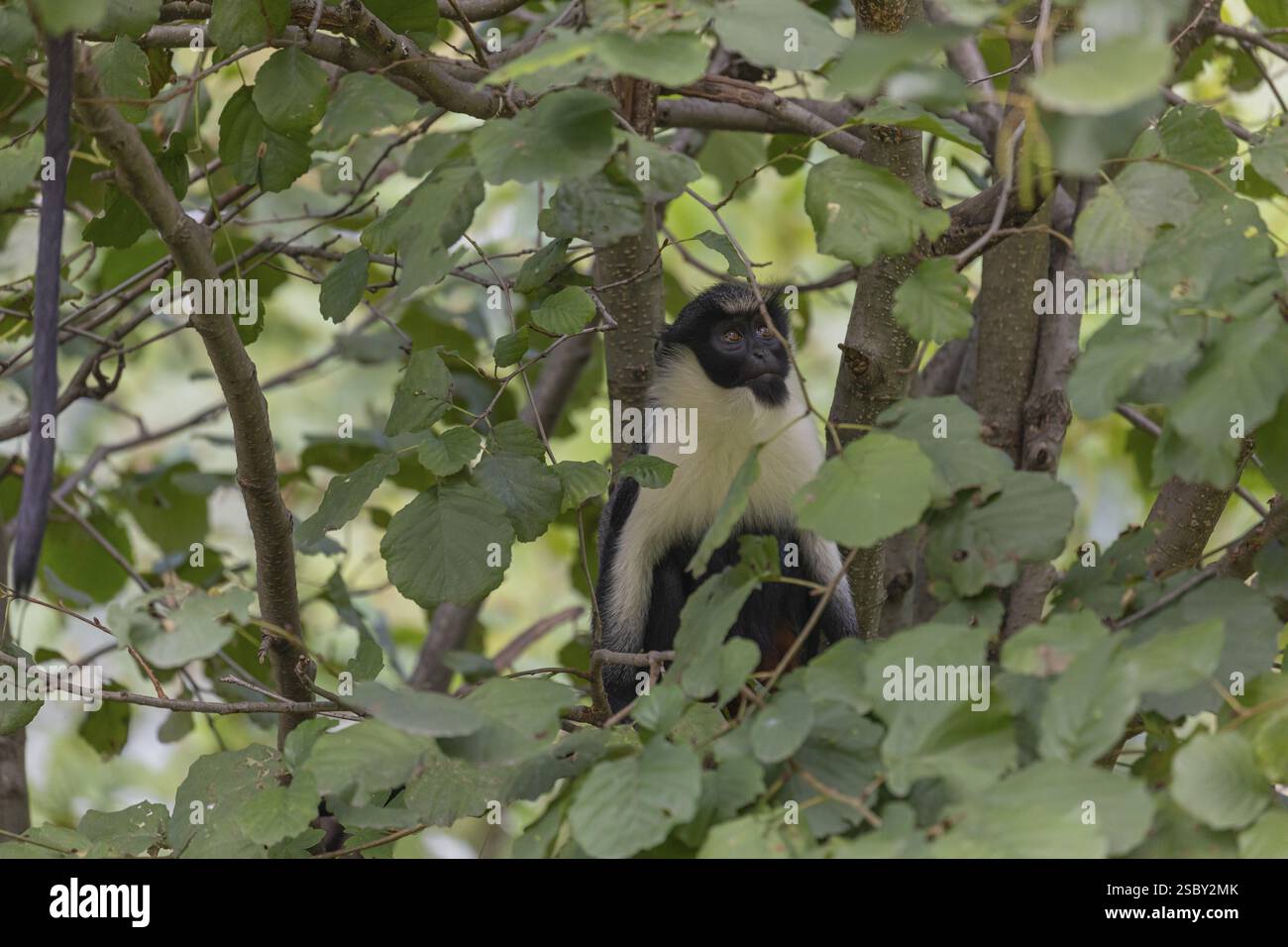 One adult Diana monkey (Cercopithecus diana) climbing in a bush, well ...