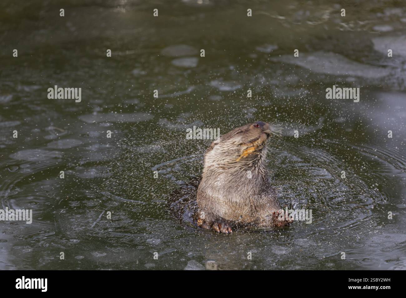 One Eurasian otter (Lutra lutra), emerging between the ice in a frozen ...