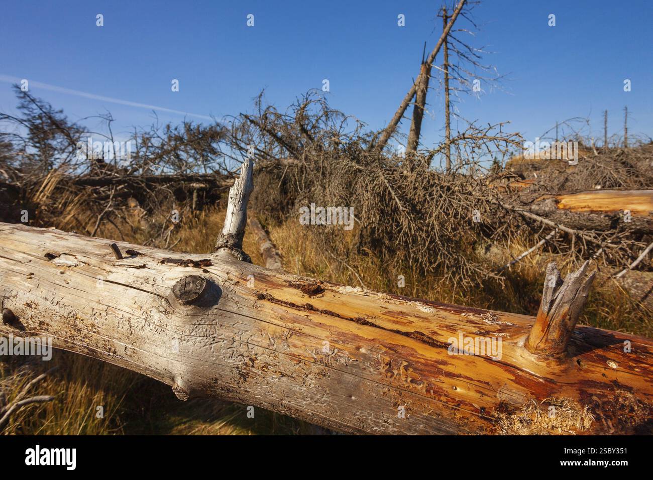 Bavarian Forest, Falkenstein area, windthrow at Hochwiesriegel. Bark ...
