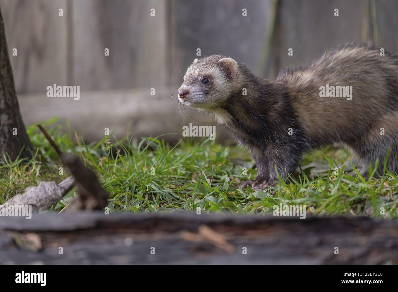 One male ferret (Mustela putorius furo) walking on grass along a wooden ...